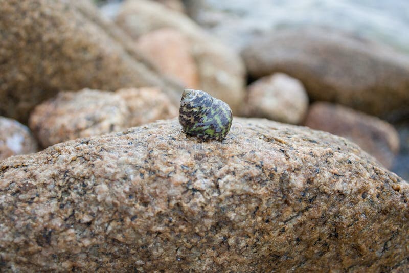Hermit crab stock photo. Image of sardinia, seashell - 64536774