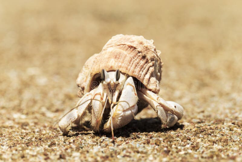 Hermit Crab stock photo. Image of legs, living, crayfish - 268374462
