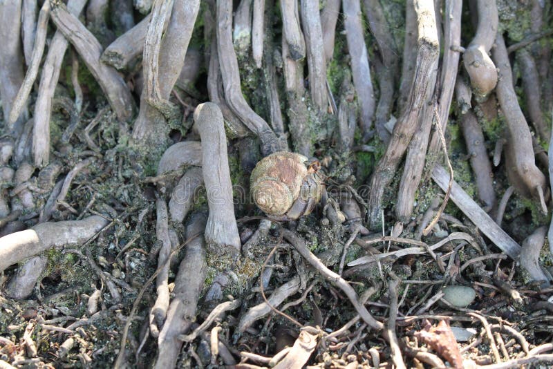 Red Crab on the Roots of a Mangrove Tree. Cayo Arena, Punta Rucia ...