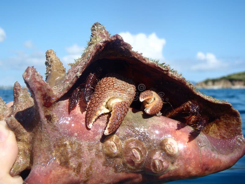 Hermit crab in his shell stock photo. Image of house - 12458108 Hermit crab in his shell stock photo. Image of house - 12458108