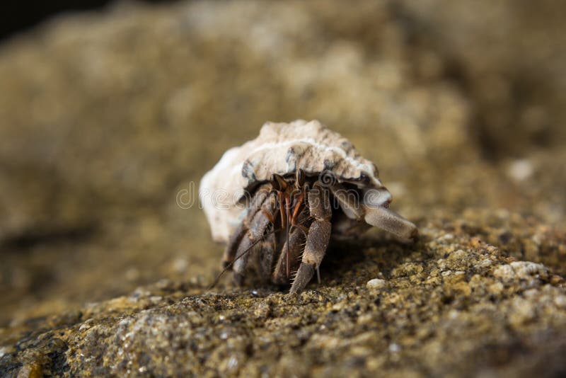 Hermit Crab in his shell stock image. Image of arthropod - 3504011 Hermit Crab in his shell stock image. Image of arthropod - 3504011