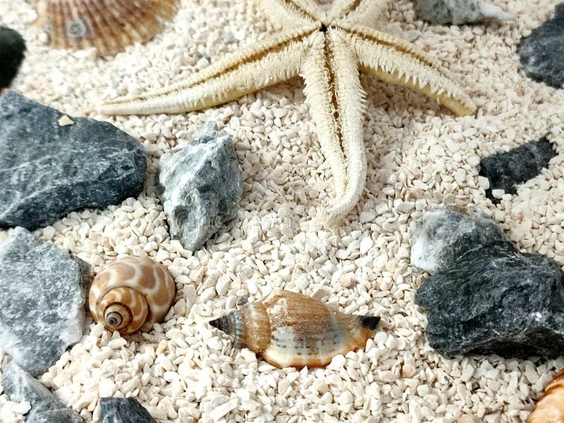 Hermit crab home stock image. Image of insect, coral - 272657819