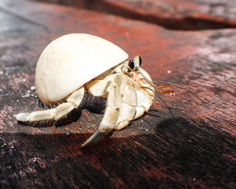 Hermit crab stock image. Image of animal, seashell, shell - 46016469
