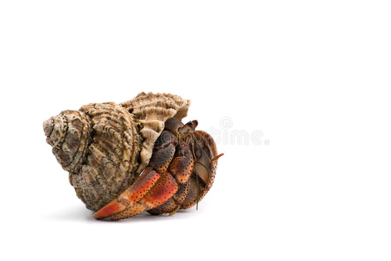 The Hermit Crab Isolated on White Background Stock Photo - Image of ...