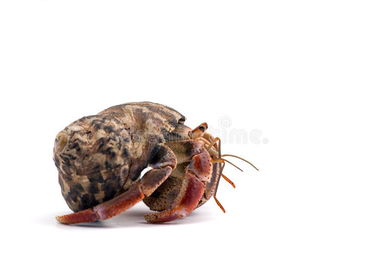 The Hermit Crab Isolated on White Background Stock Image - Image of ...