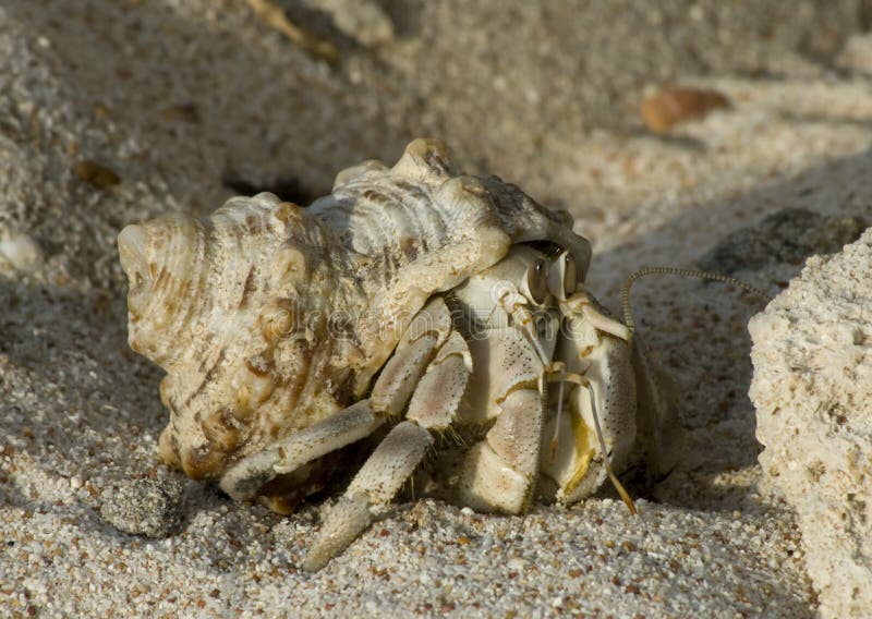 Hermit crab in its conch stock image. Image of island - 18668813