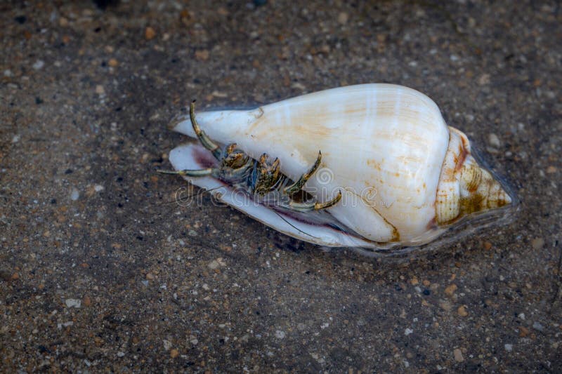 Hermit Crab Looking Out from a Shell, Mauritius Stock Image - Image of ...