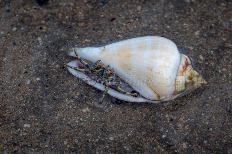 Hermit Crab Looking Out from a Shell, Mauritius Stock Photo - Image of ...