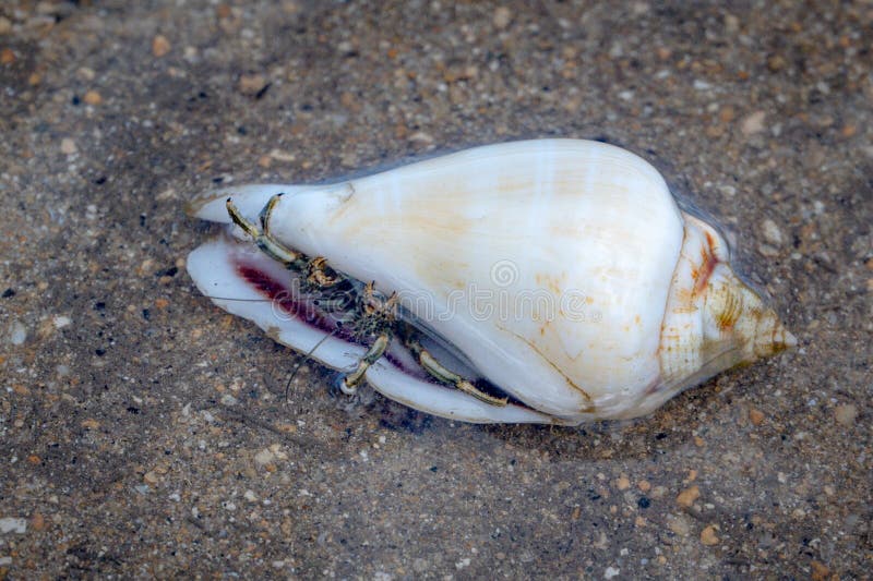 Hermit Crab Looking Out from a Shell, Mauritius Stock Photo - Image of ...