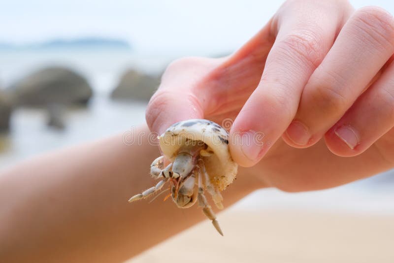 Hermit Crab Movement on Ground Sand Stock Image - Image of crustacean ...