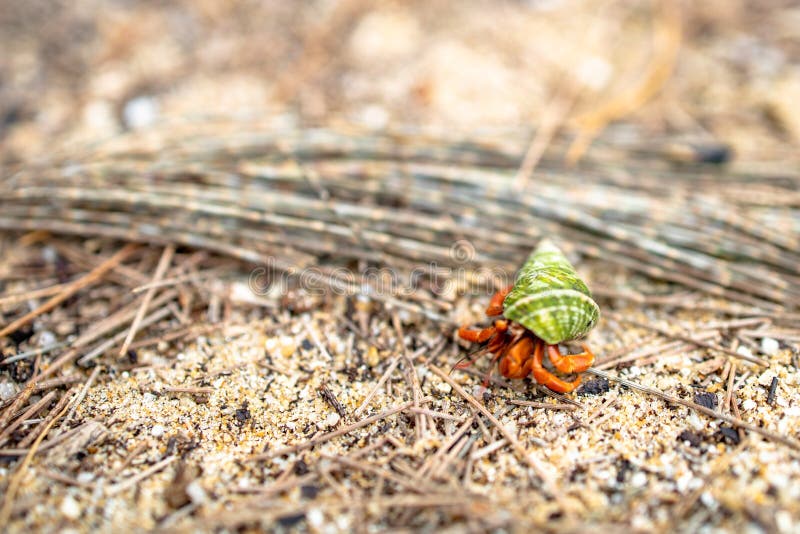 Hermit Crab Movement on Ground Sand Stock Image - Image of conch ...