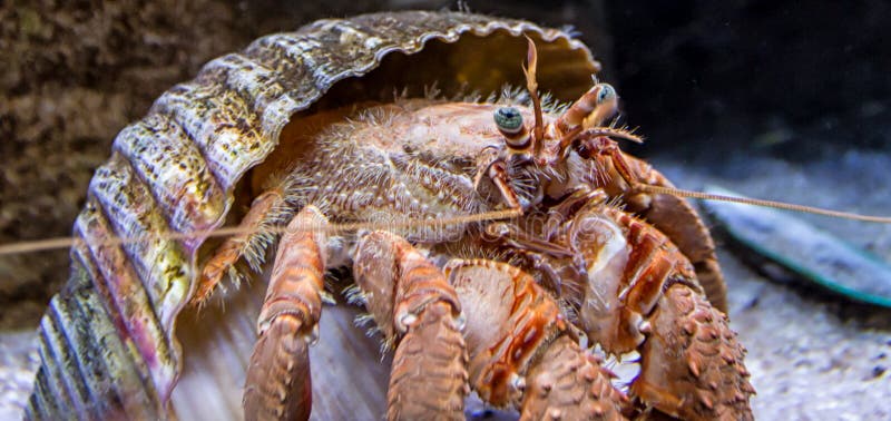 Hermit crab out of shell stock image. Image of winter - 74174557