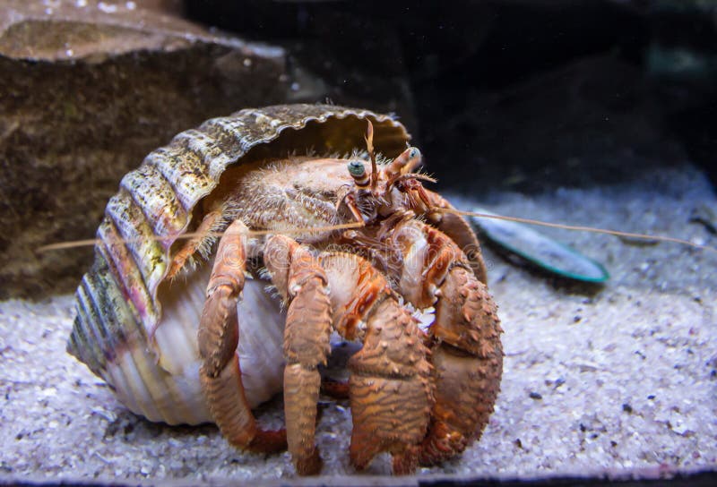 Hermit crab out of shell stock image. Image of peaking - 74174751
