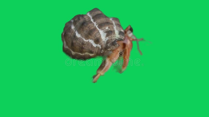 Hermit Crab Paguro Walks Green Screen 3D Rendering Animation Stock ...