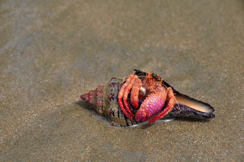 Hermit Crab with the Pink Claw, Sitting in Its she Stock Image - Image ...