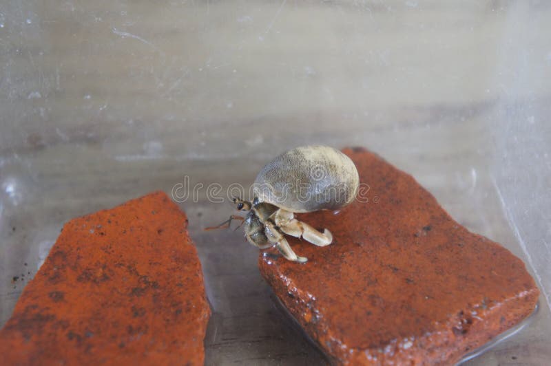 Hermit Crab in a Plastic Container on a Rock. Stock Image - Image of ...