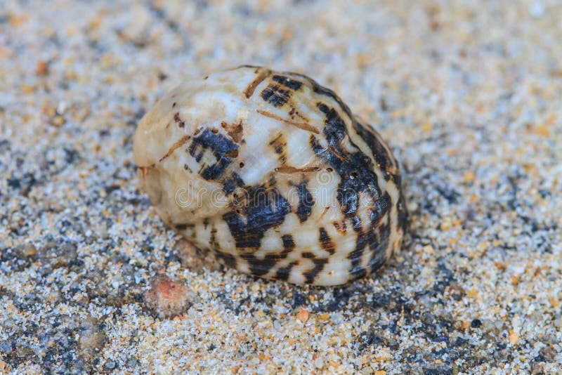 Hermit Crab in a shell stock image. Image of closeup - 53246643