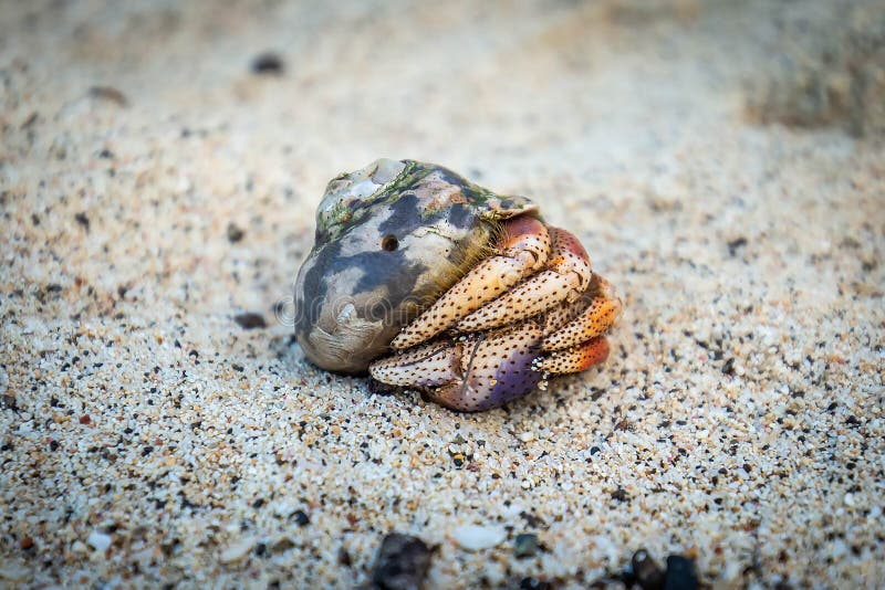 Hermit Crab in Seashell Crawling on the Shore Stock Photo - Image of ...