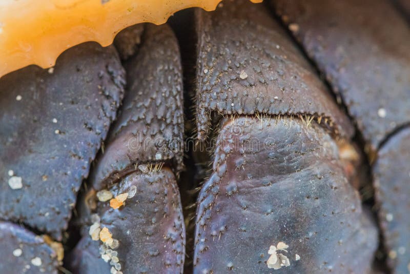 A Big Hermit Crab in a Shell Stock Image - Image of sealife, closeup ...