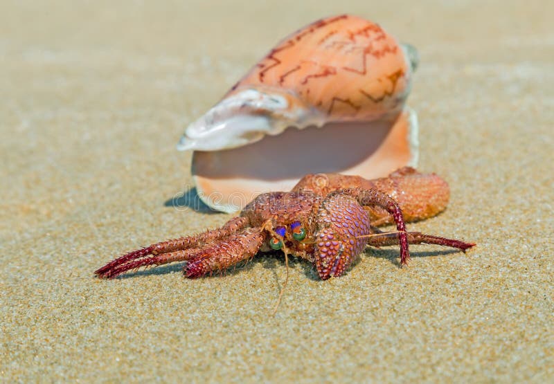 Hermit Crab in the Shell on a Sand Beach Stock Image - Image of cute ...