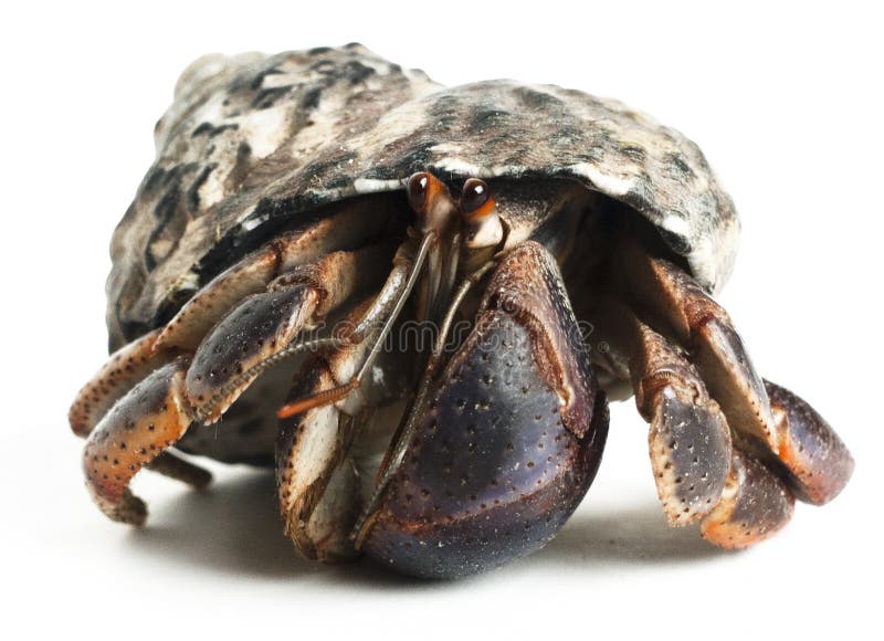 Hermit Crab, Isolated on White Background, Hiding Sea Snail Shell Stock ... Hermit Crab, Isolated on White Background, Hiding Sea Snail Shell Stock ...
