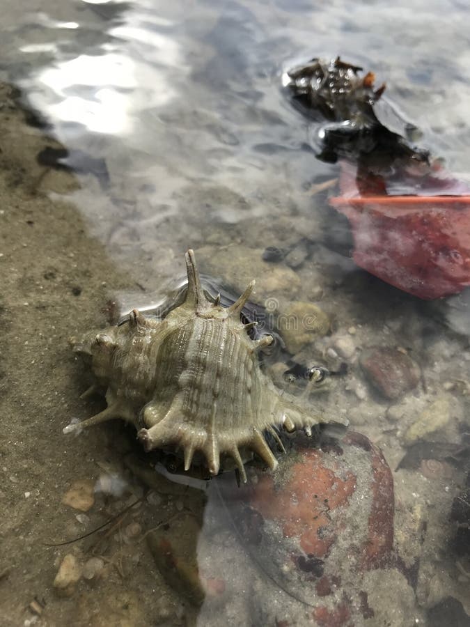 Hermit Crab Shells on the Beach of Thailand Stock Photo - Image of ...