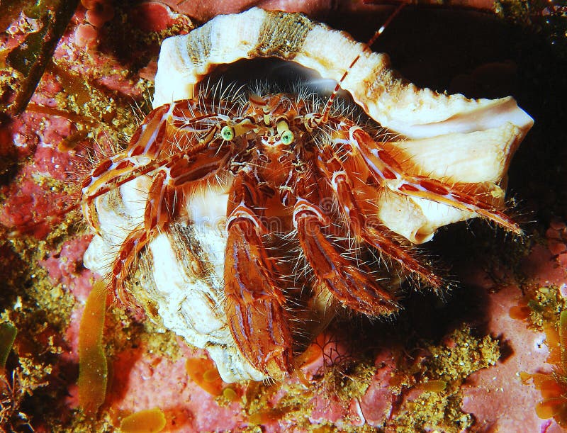 Hermit crab stock photo. Image of duck, anemone, foam - 64614512