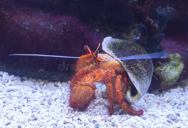 Empty Hermit Crab Shell Stock Photos - Free & Royalty-Free Stock Photos ...