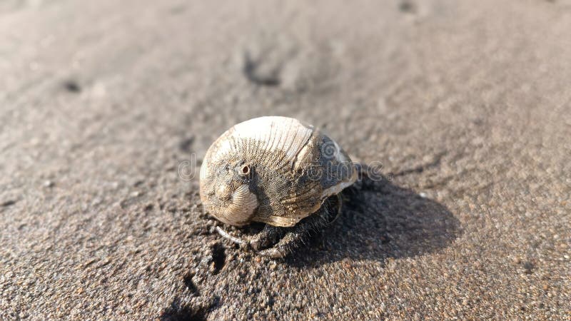 Hermit Crab View on the Beach Stock Photo - Image of wildlife, animal ...