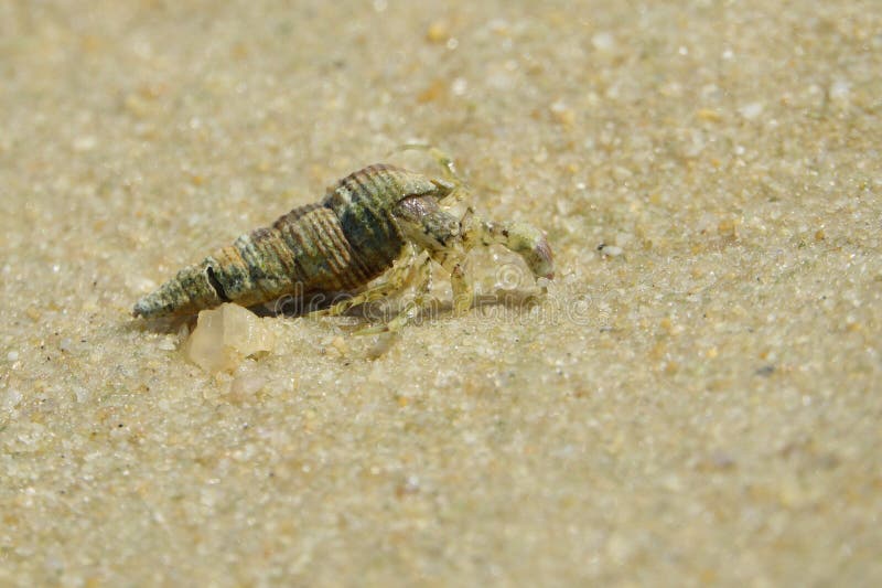 Hermit crab stock photo. Image of wild, animals, seashell - 356884004