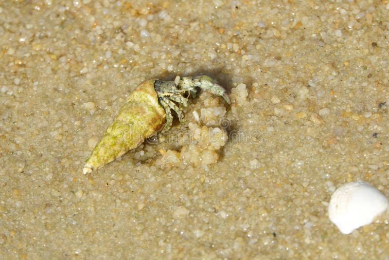 Hermit crab stock photo. Image of seashell, animals - 356884014