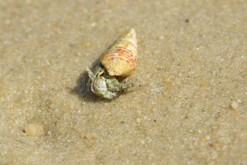 Hermit crab stock photo. Image of beach, hermit, animals - 356884018