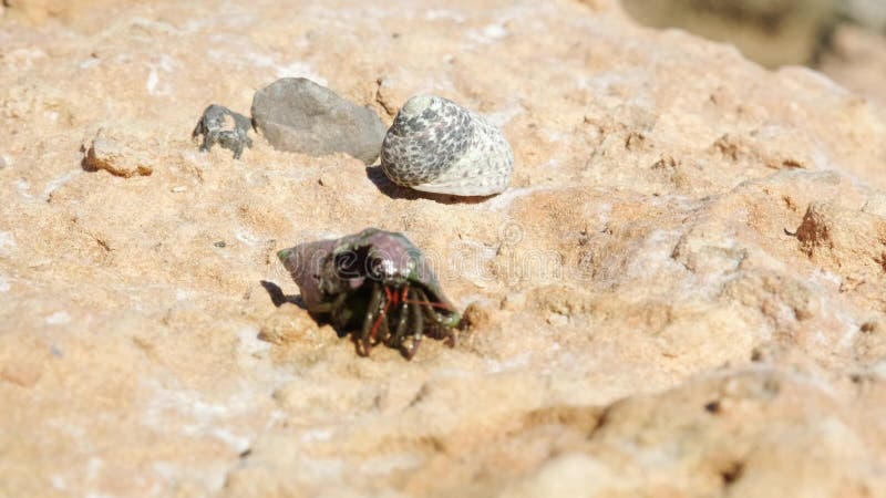 Hermit crabs in the sun stock footage. Video of life - 324759614