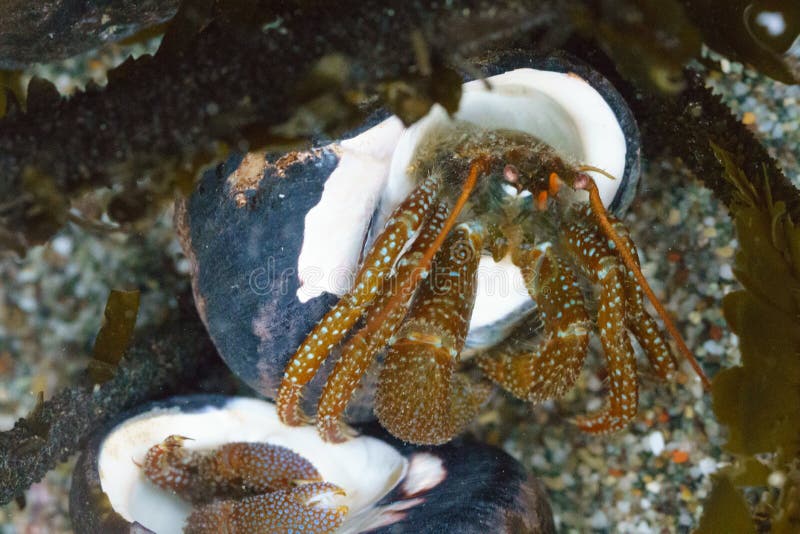 Hermit Crabs in shell stock photo. Image of underwater - 260121816
