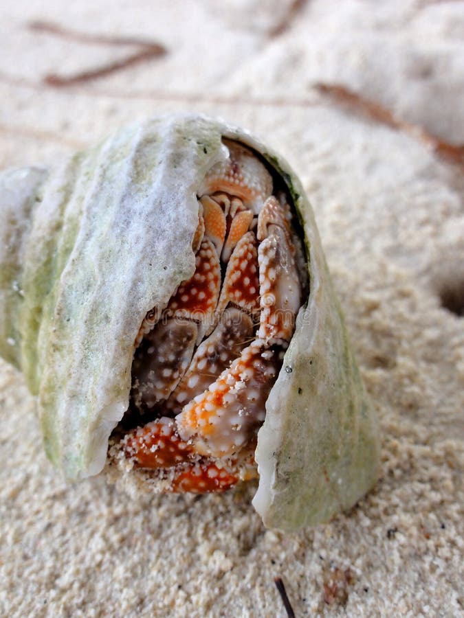 Hermit stock photo. Image of hermit, shell, macro, crustacean - 46306560