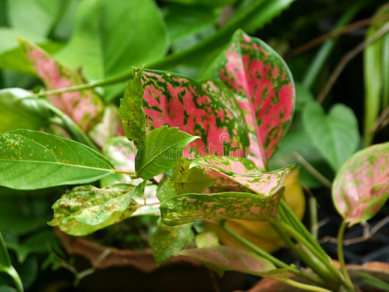 Hermit mix stock image. Image of nature, branch, ornamental - 77295067