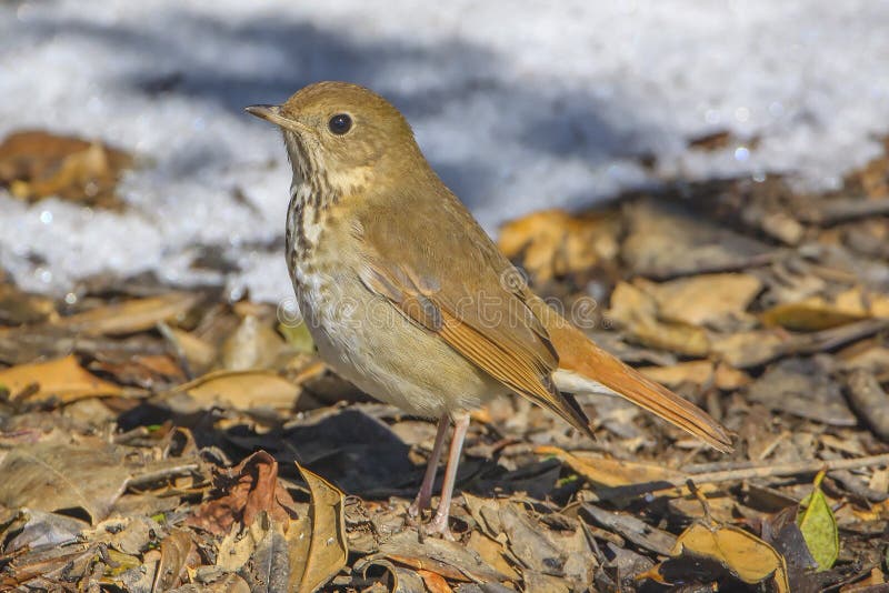 Hermit Thrush stock photo. Image of season, wildlife - 38211916