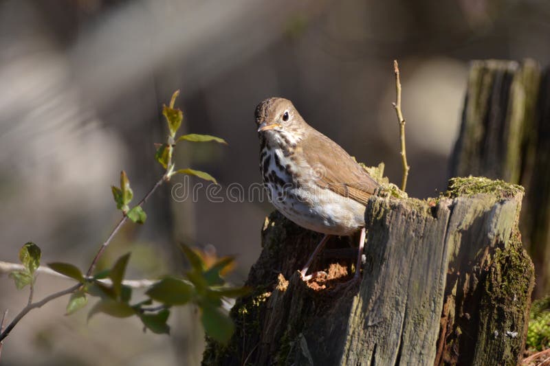 Hermit Thrush Bird in Forest Stock Photo - Image of adorable, autumn ...