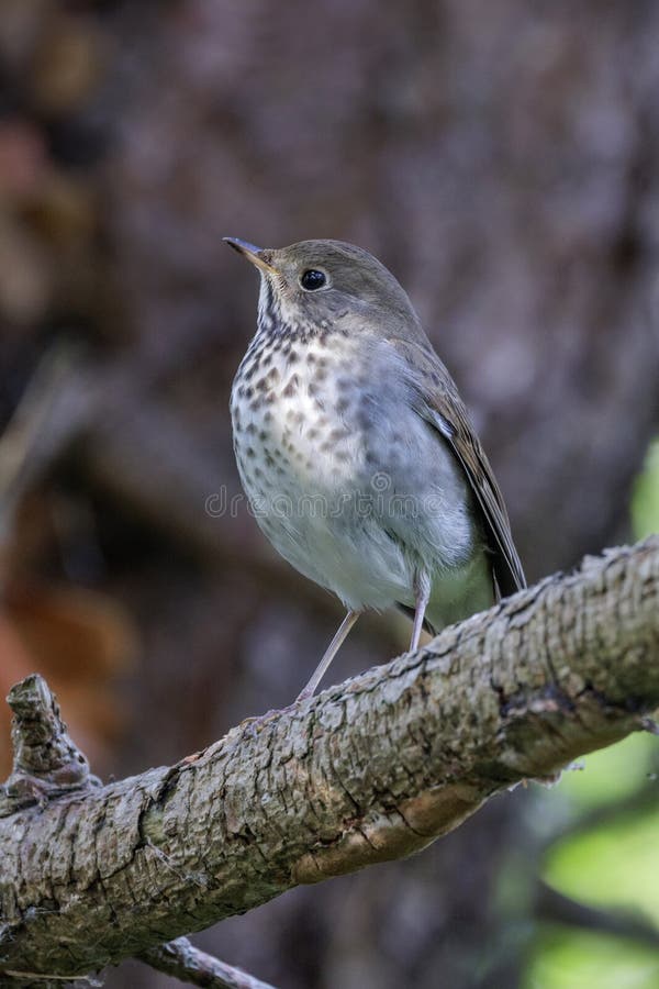 Hermit Thrush bird stock photo. Image of british, american - 299006672