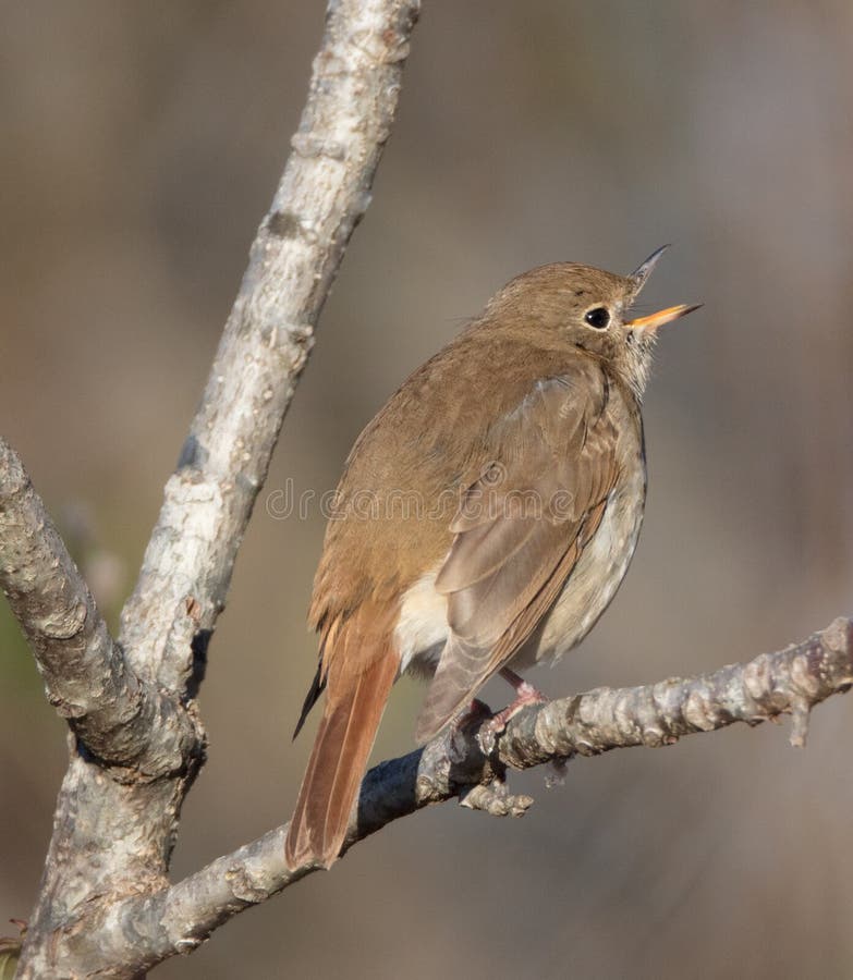 Hermit Thrush stock photo. Image of passerine, thrush - 85173498