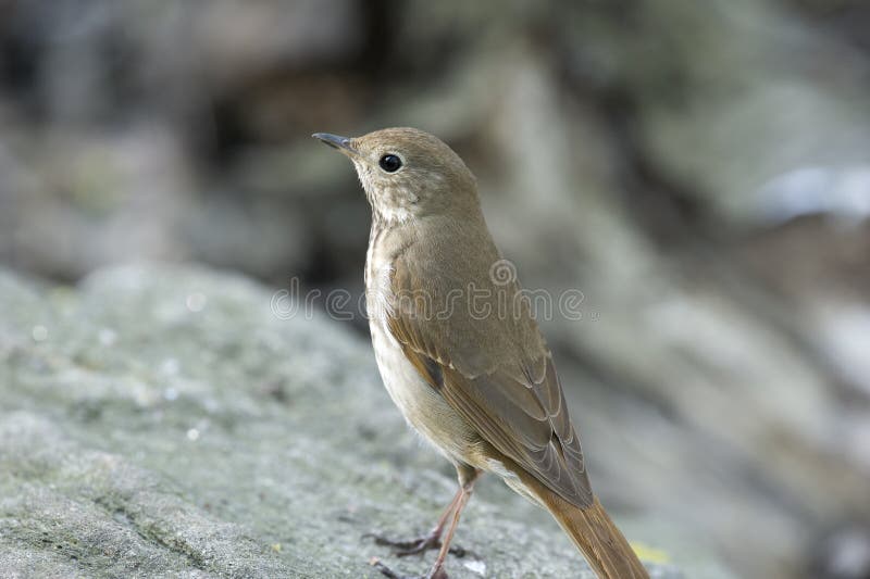 Veery (Catharus Fuscescens Fulginosa) Stock Image - Image of veery ...