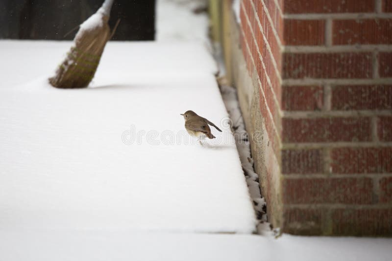 Hermit Thrush Taking Flight Stock Image - Image of biodiversity ...