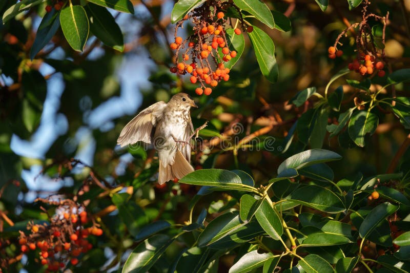 Hermit Thrush Feeding in Forest Stock Image - Image of patches, medium ...