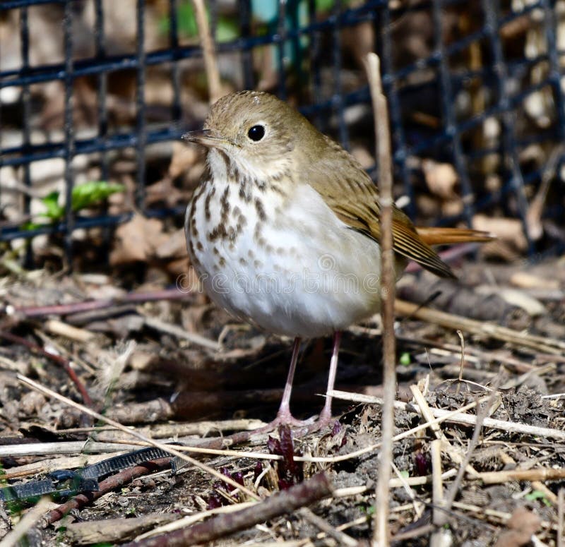 A Hermit Thrush on the Ground Stock Photo - Image of sanctuary, branch ...