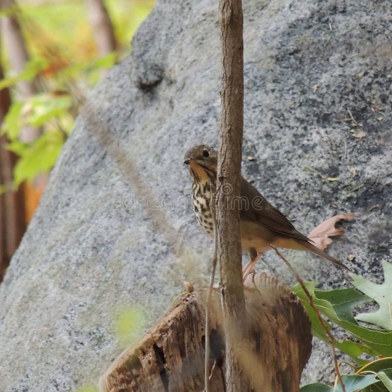 Hermit thrush stock image. Image of hawk, flying, peeking - 50226347
