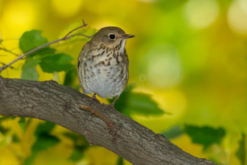 Hermit Thrush - Catharus Guttatus Stock Photo - Image of wildlife, wing ...