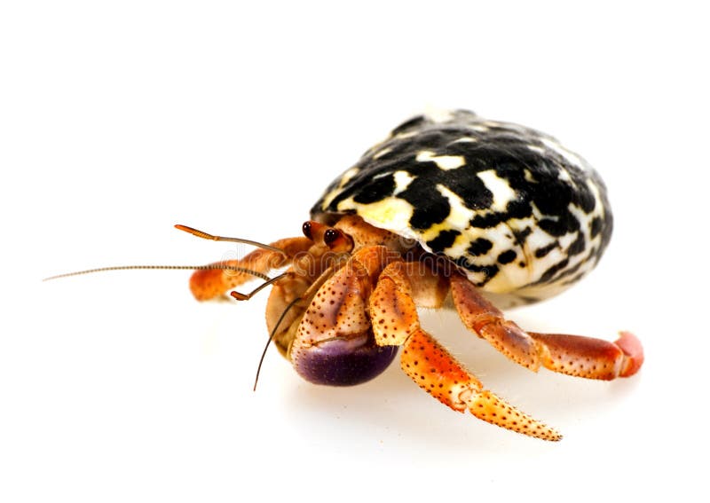 Crabe Ermite Dans Une Coquille Image stock - Image du exotique, sable ...
