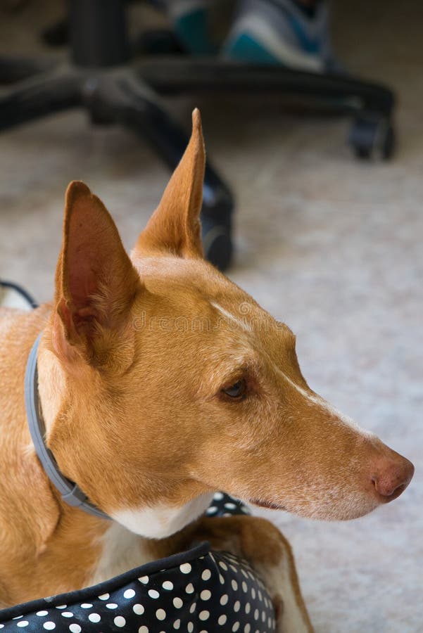 Hermosa Canela Y Perro Blanco Imagen de archivo - Imagen de adorable ...