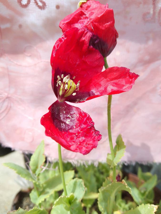 Hermosa Flor De Adormidera De Opio Rojo. Imagen de archivo - Imagen de ...