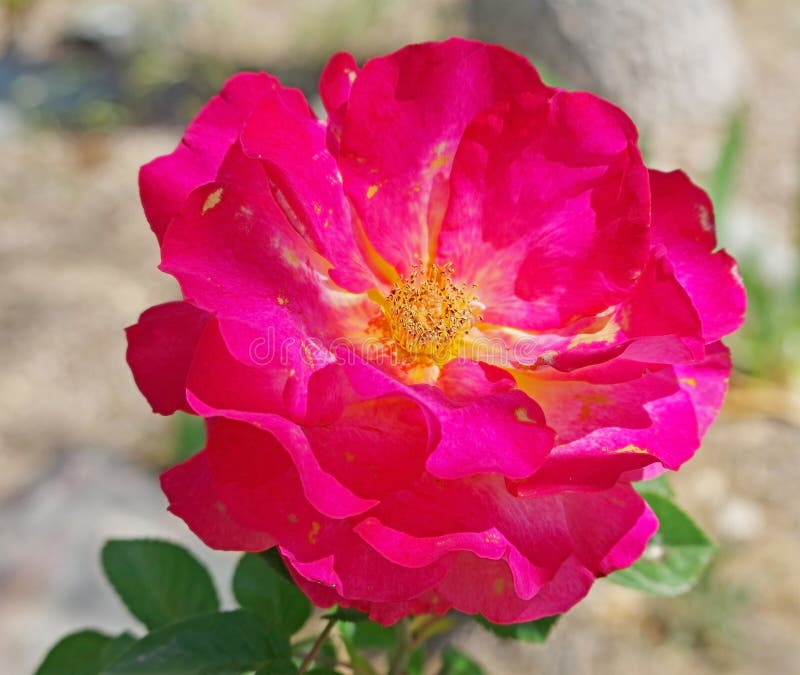 Hermosa flor de rosa foto de archivo. Imagen de tarjeta - 185558370